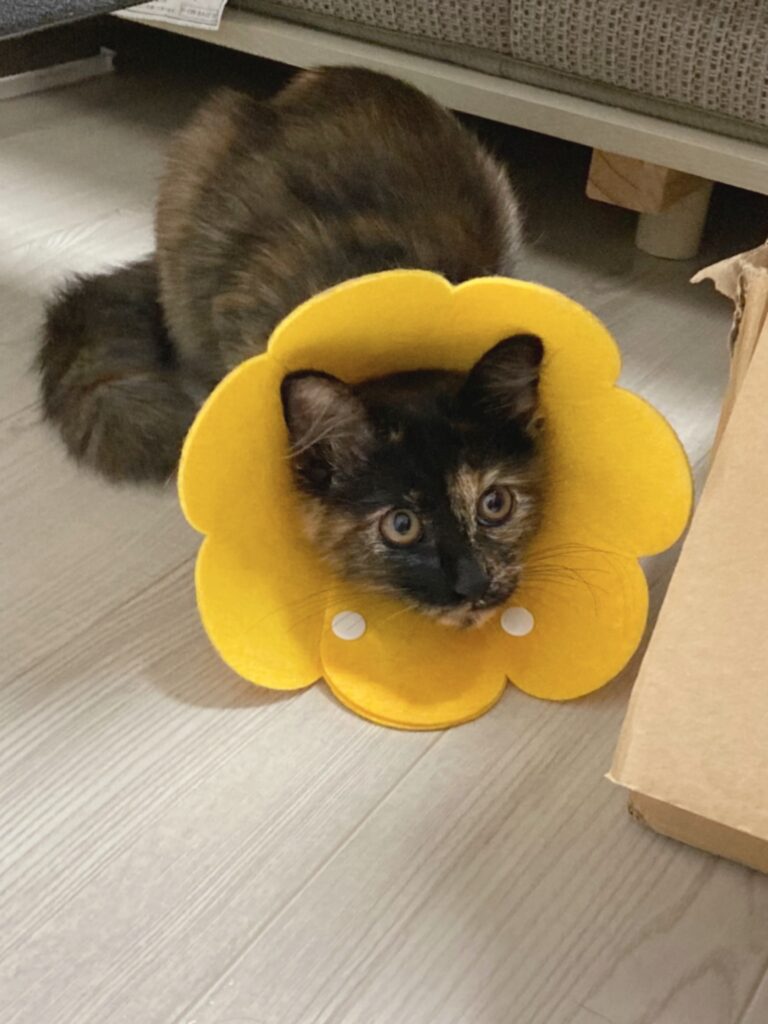 【ストレス軽減!】猫がエリザベスカラーを嫌がるときに試したい3つの方法 溺れるモフ毛